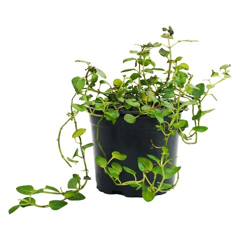 Buy Zest Plant Pot Online | Carrefour Kenya