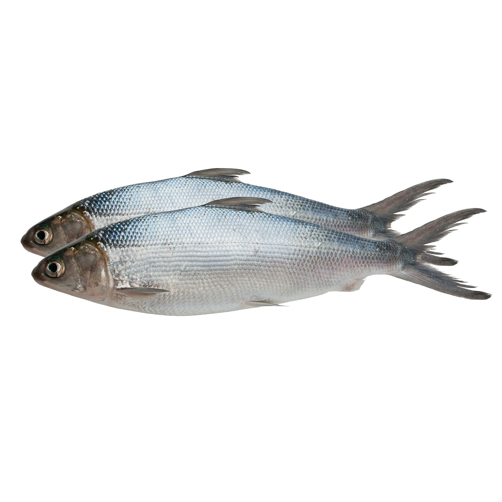 Buy Fresh Milk Fish Online | Carrefour KSA
