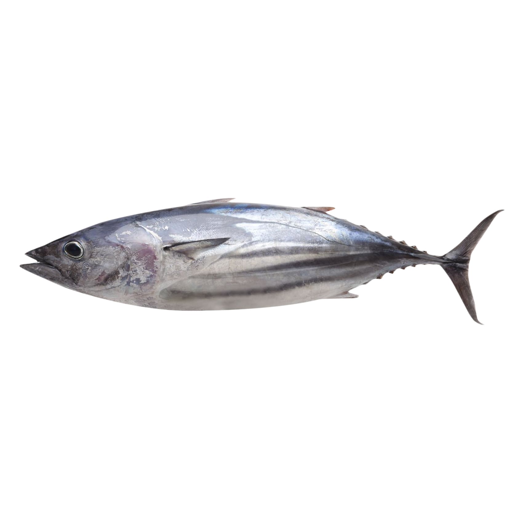 Buy Tuna Fish Online | Carrefour KSA