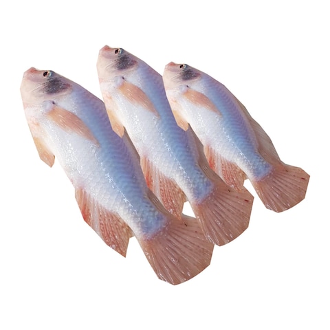 LIVE TILAPIA KG price in Kuwait | Carrefour Kuwait | supermarket kanbkam