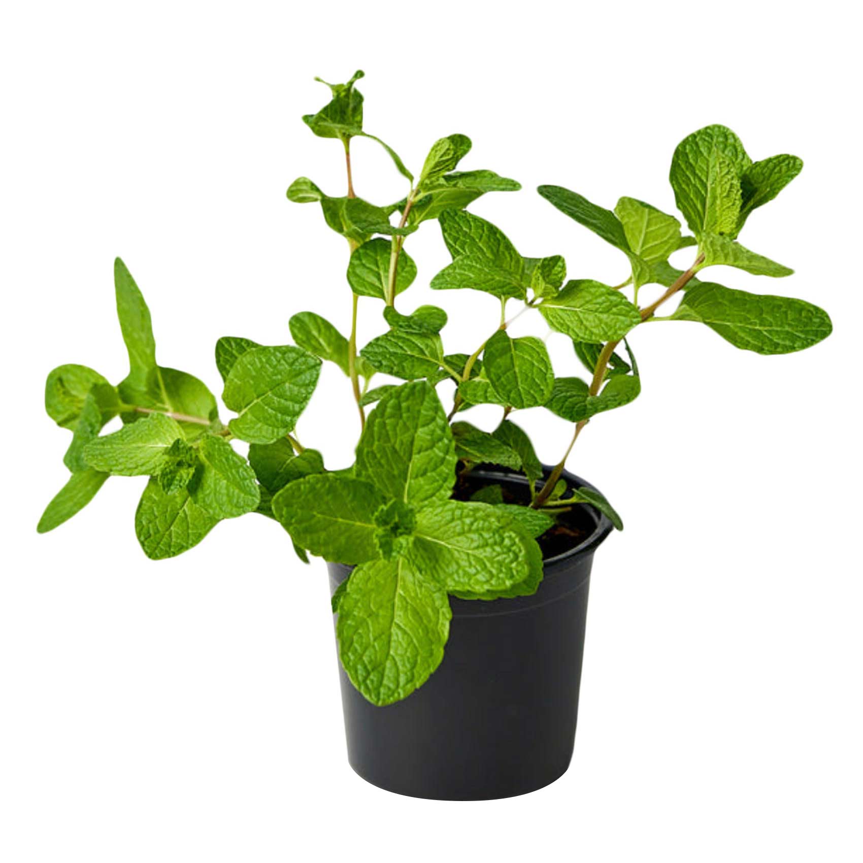 Buy Potted Mint Plant Online | Carrefour Kenya