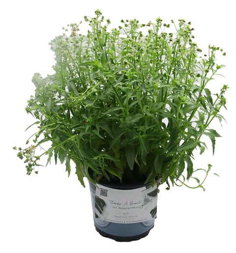 Buy Classic Plants Gift Pot Online | Carrefour Kenya