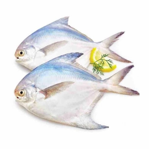 Buy Silver Pomfret 200 to 300 g Fresh Online | Carrefour UAE