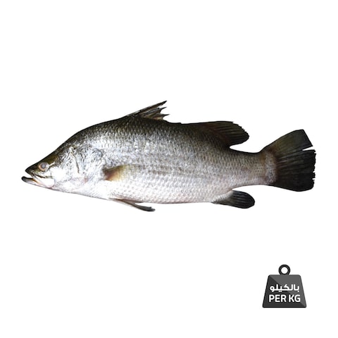 Naqua Sea Bass price in Saudi Arabia | Carrefour Saudi Arabia ...