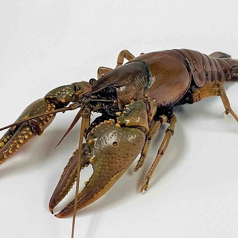 Buy Live Cray Fish Online | Carrefour Kenya