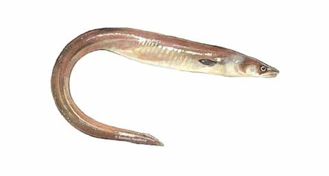 EEL price in Kuwait | Carrefour Kuwait | supermarket kanbkam