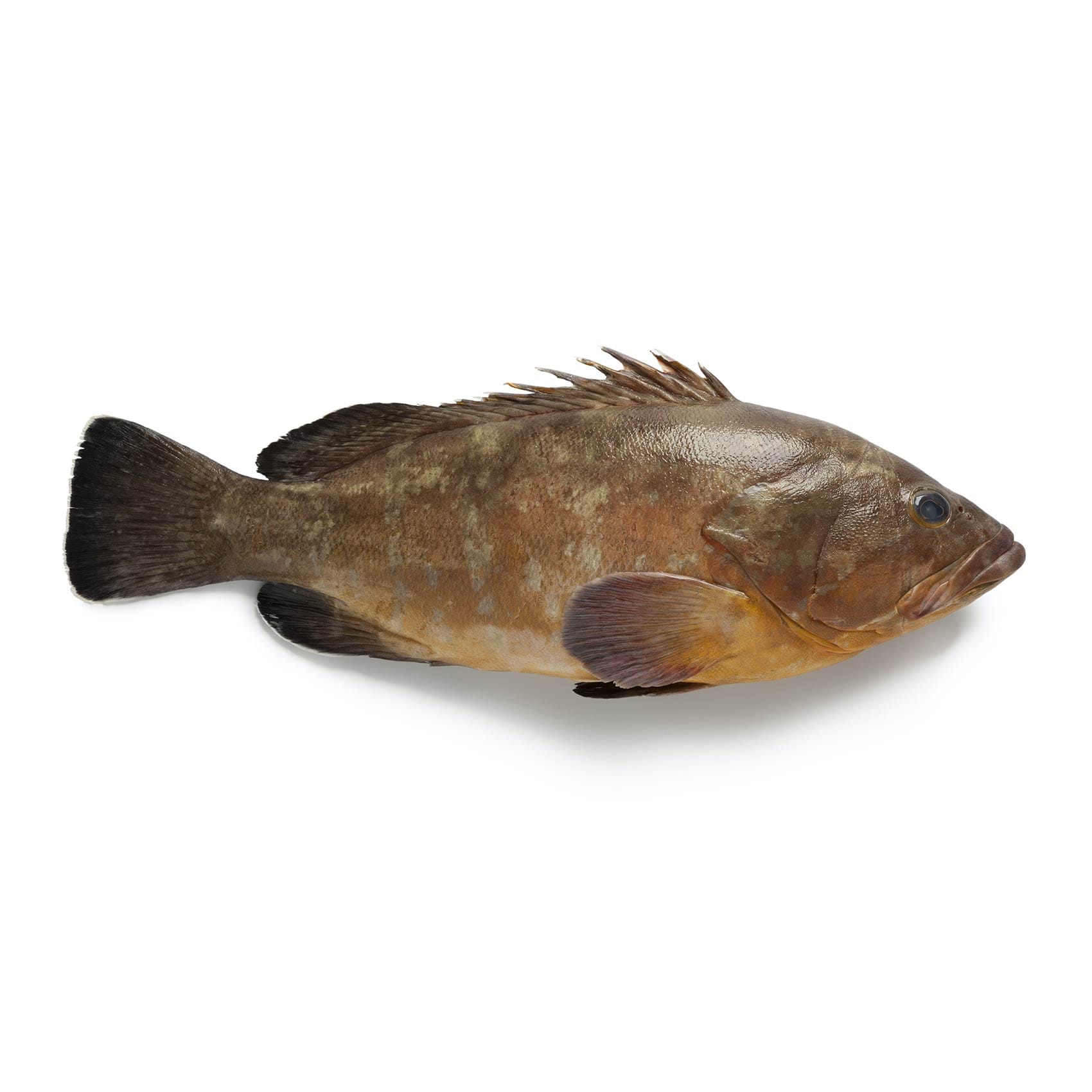 Buy Medium Local Grouper - 2-4 Pieces/Kg Online | Carrefour Egypt