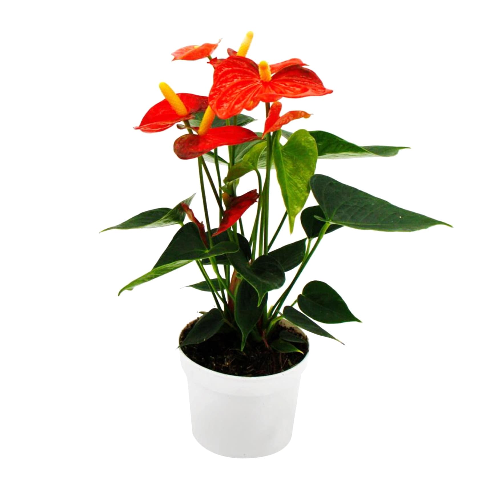 Buy Anthurium Plant 12Cm Online | Carrefour Kenya