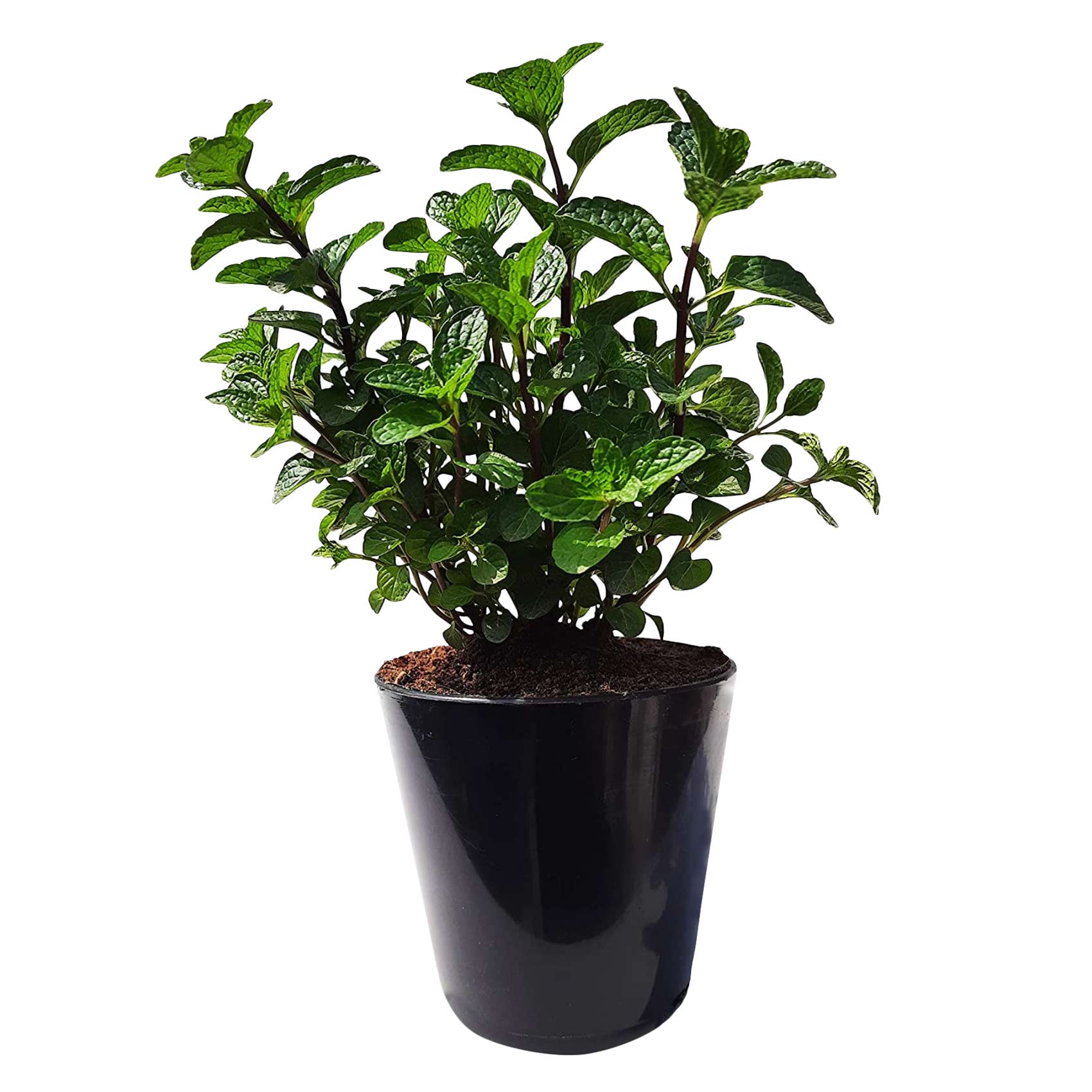 Buy Potted Peppermint Plant Online | Carrefour Kenya