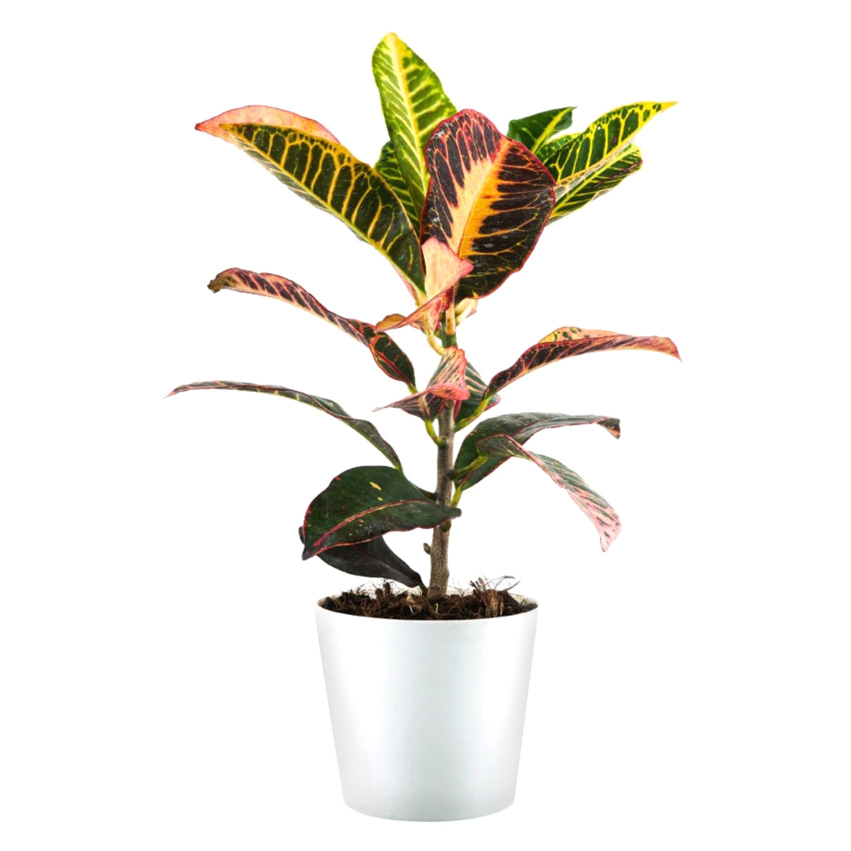 Buy Croton One Stem Plant 15Cm Online | Carrefour Kenya