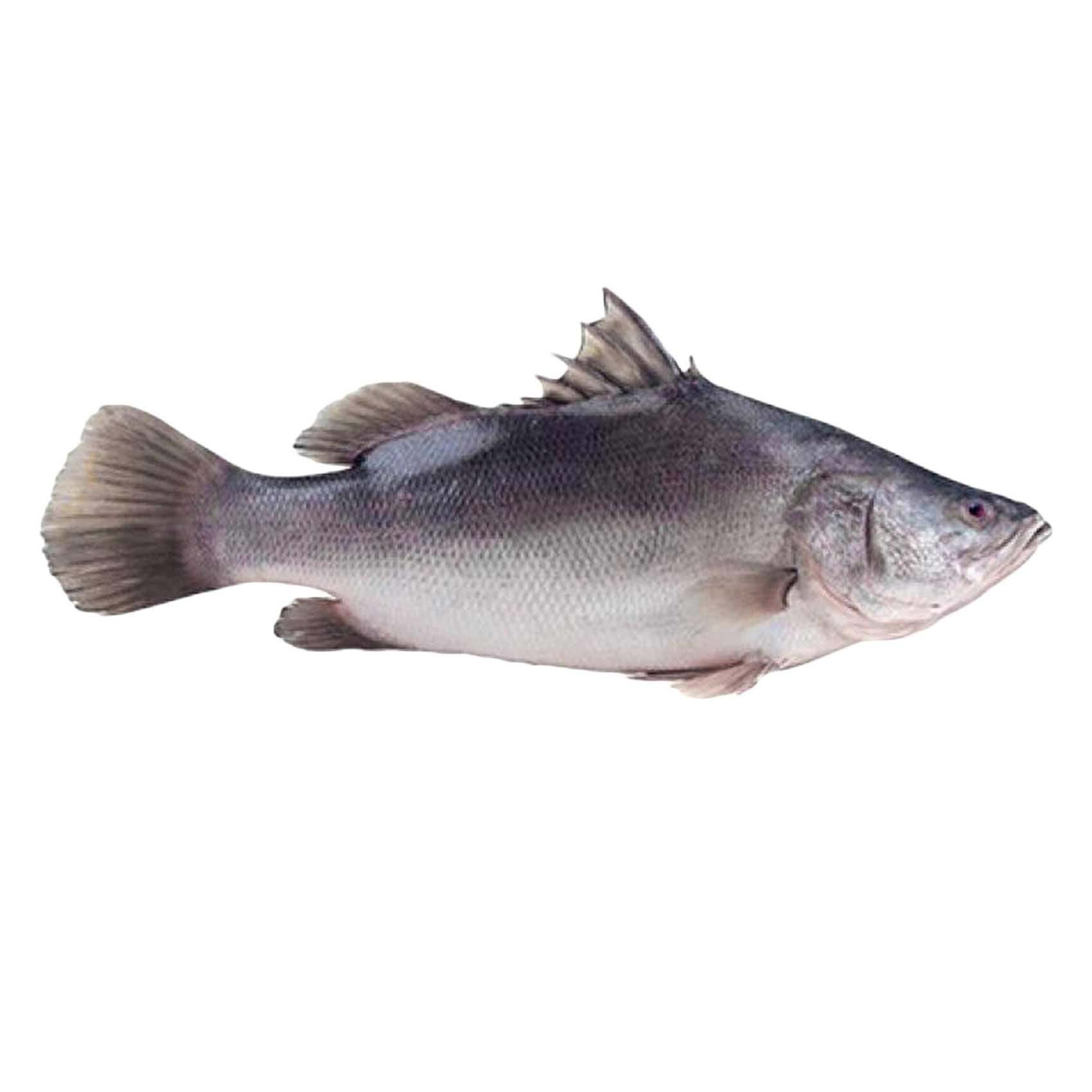 Buy Fresh Nile Perch Whole Online | Carrefour Kenya