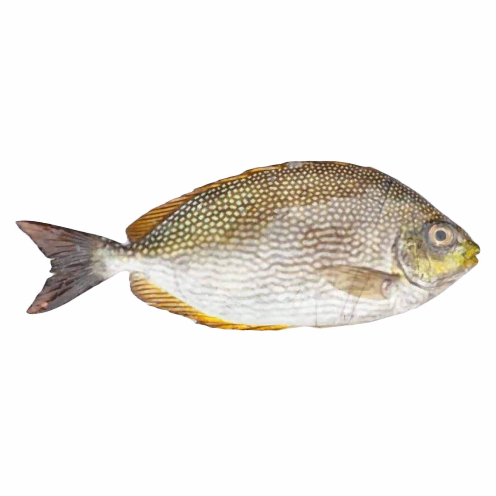 Buy Fresh Whole Rabbit fish Online | Carrefour Kenya